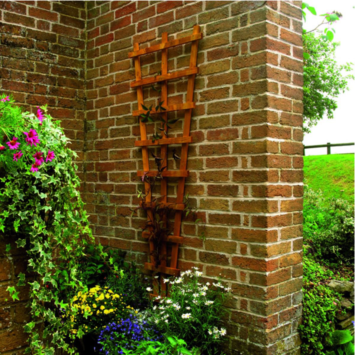 Fan Trellis Vine